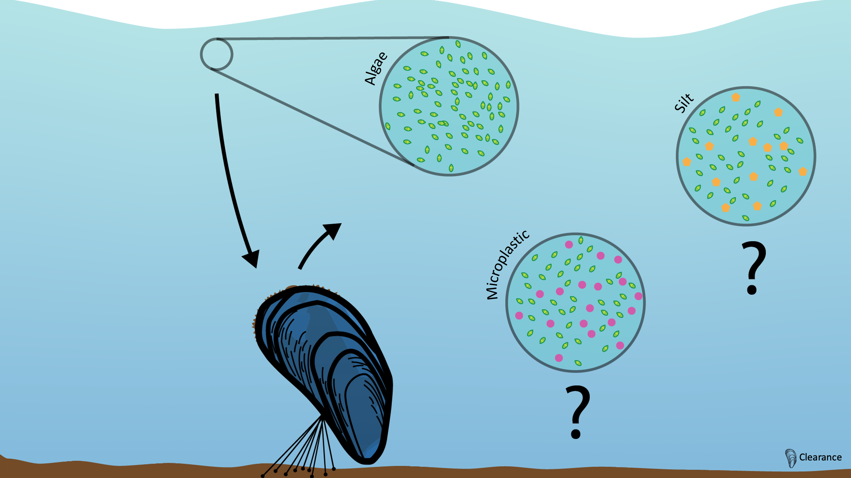 Impacts of Microplastic vs. Natural Abiotic Particles on Mussel ...